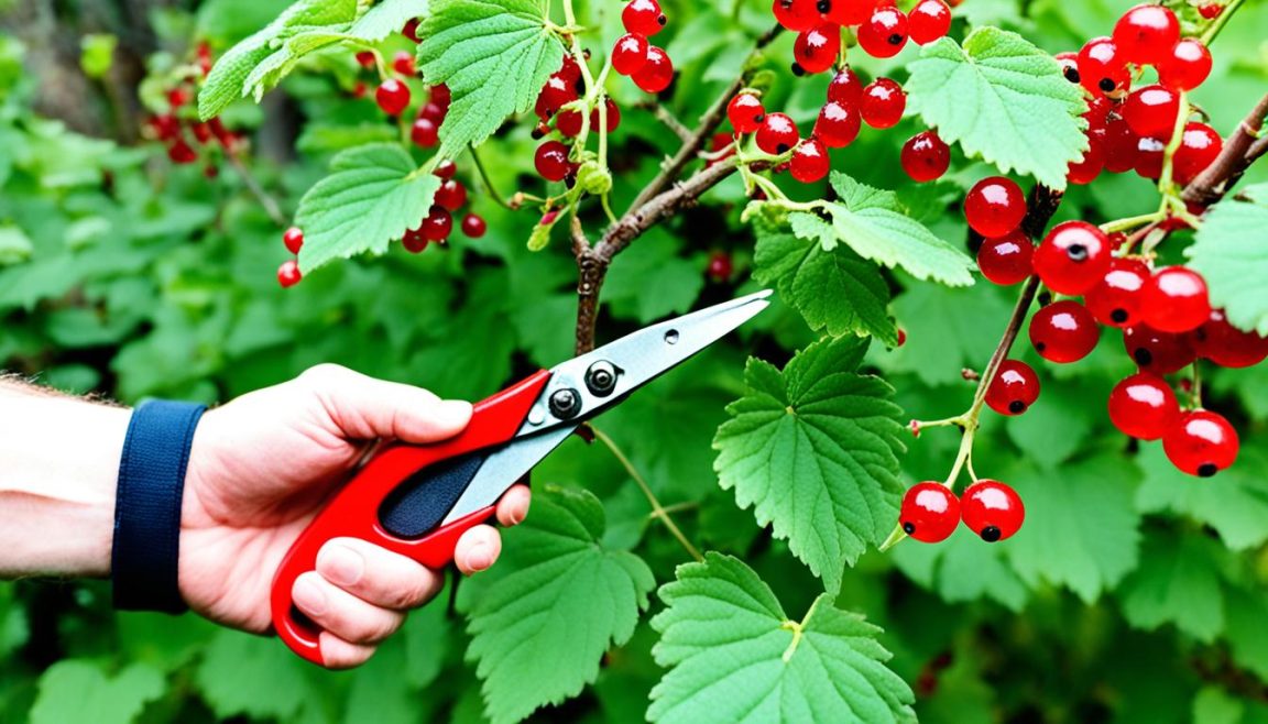 Ribisel schneiden - Anleitung & Ratgeber für den Garten